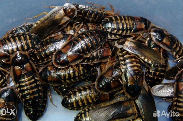 Аргентинский таракан (Blaptica dubia)