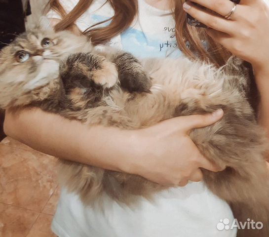 Персидская шиншилла