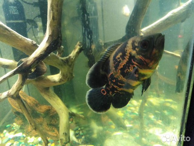 Астронотус