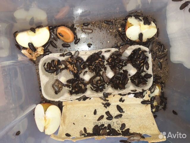 Колония мраморных тараканов