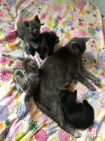 Котята