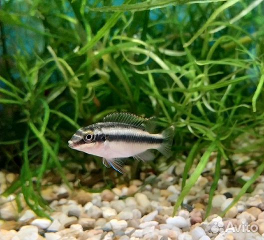 Пельвикахромис пульхер