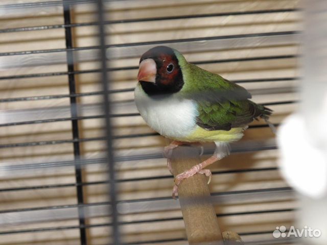 Амадина гульда девочка