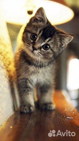 Возьмём котёнка до 2 месяцев