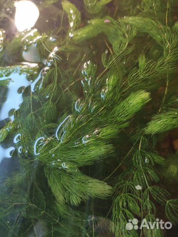 Роголистник