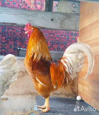 Продам петушков
