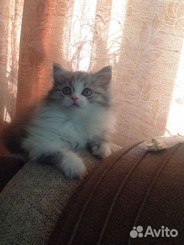 Шотландский котенок длинношерстный Хайленд Страйт