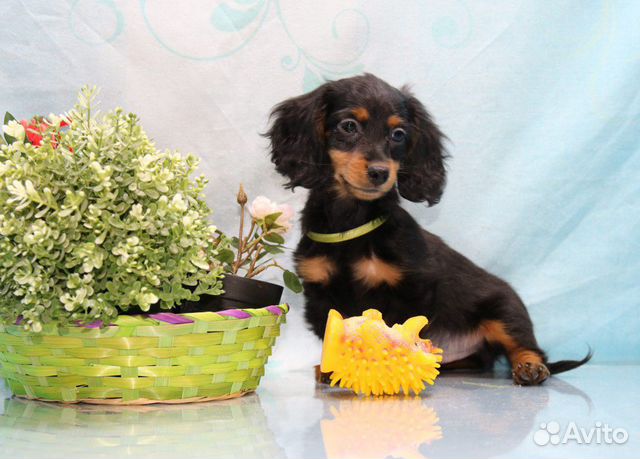 Мальчик, кроличья такса д/ш - РКФ