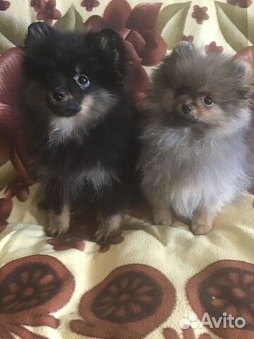 Померанский шпиц щенки