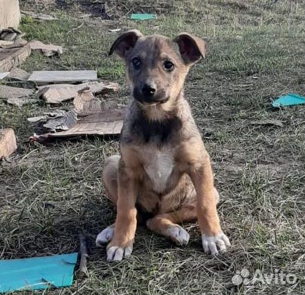 Щенок Жуля. Привезу