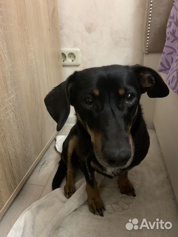 Найдена такса