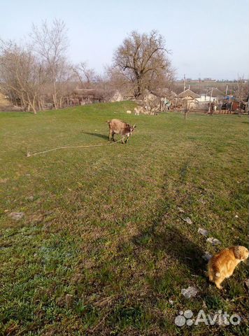 Козы и козлята