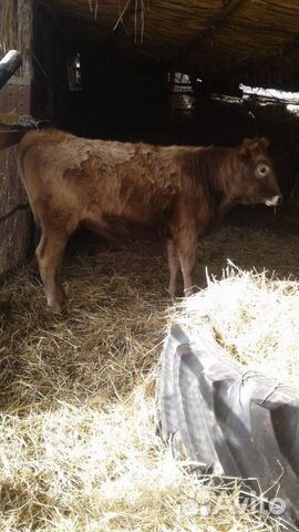 Бычки, телки