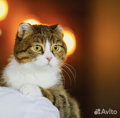 Кошка молодая бесплатно