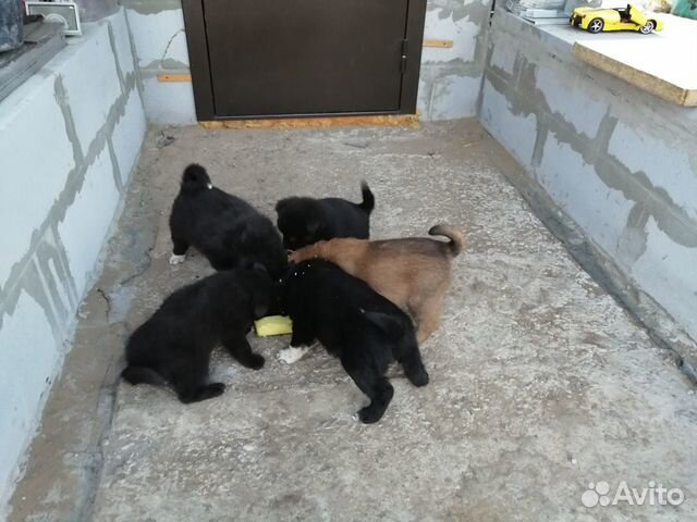 Щенки Восточно Сибирской лайки