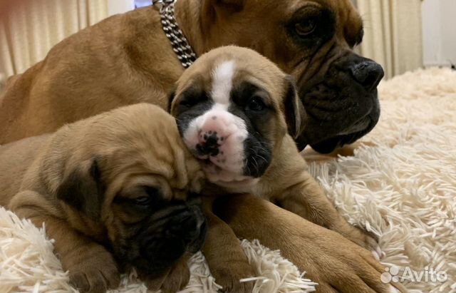 Щенки немецкого Боксера