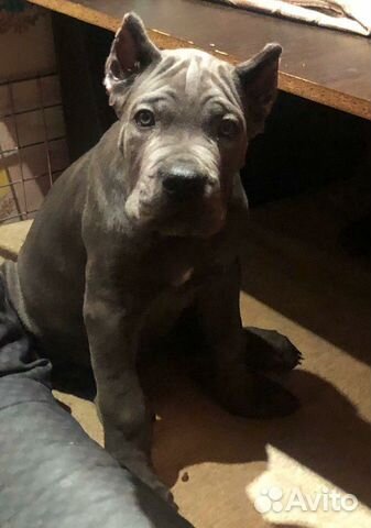 Серая красотка Кане Корсо