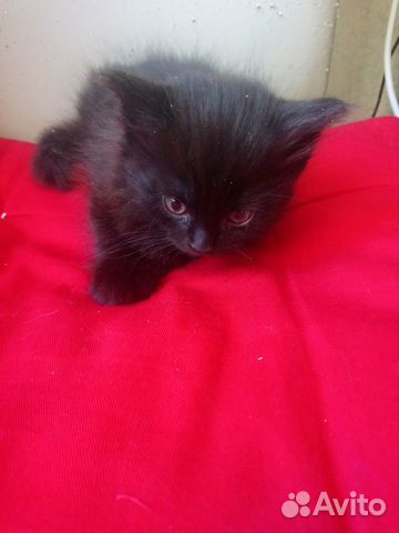 Отдаётся котенок с небольшым дефектом лапки