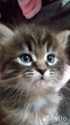 Котики персидские