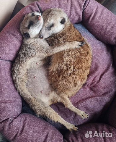 Сурикат щенок