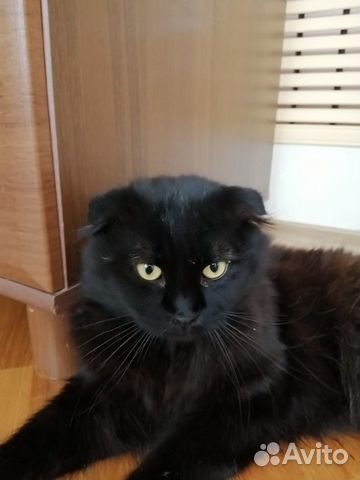 Кот британский вислоухий