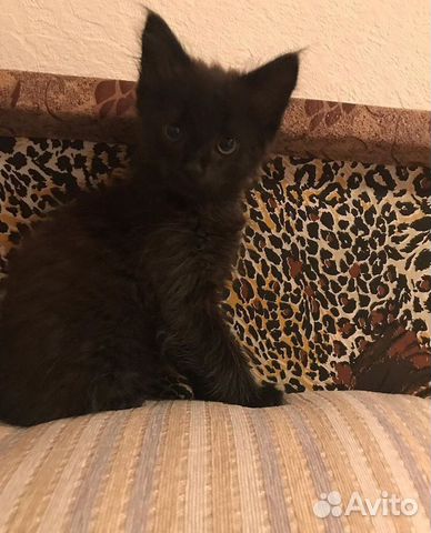 Кошка
