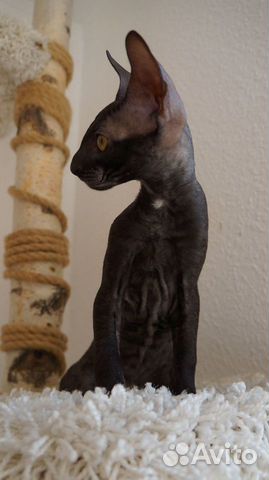 Кудрявый котёнок корниш рекс