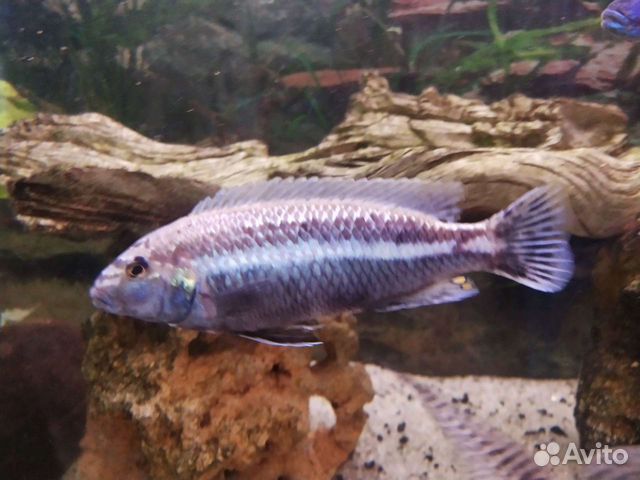 Цихлида Меланохромис