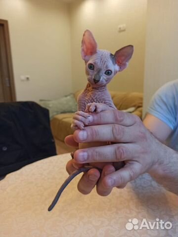 Отдам котят канадского сфинкса