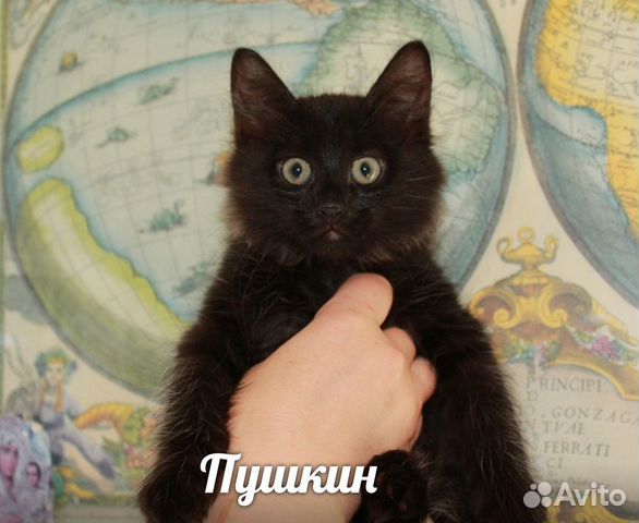 Пушкин ищет дом