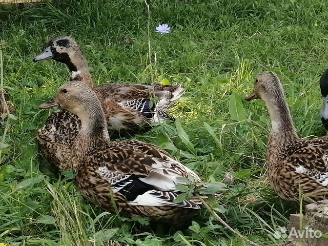 Дикая утка для охоты или на мясо