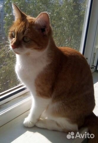 Рыжая лечебная кошка
