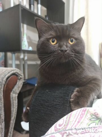 Скотиш страйт шоколадный Вязка ищем невесту