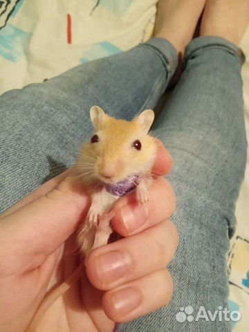 Песчанка
