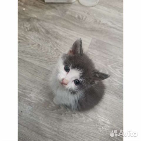 Котенок мальчишка ищет семью