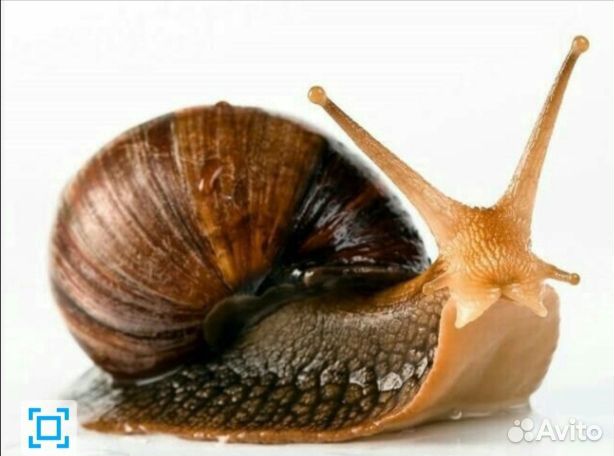 Улитка ахатина