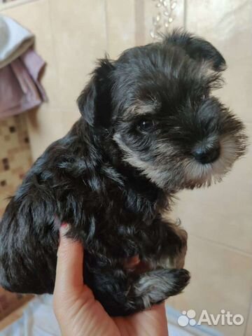 Щенки Цвергшнауцера