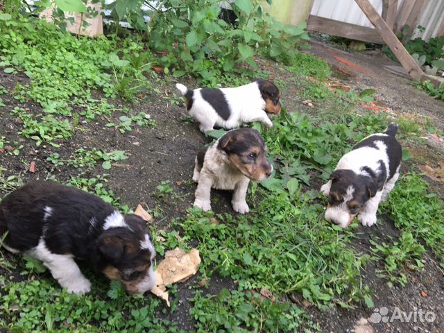 Фокстерьер