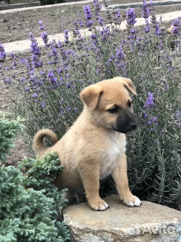 Малышка Ханни, щенок-девочка 1,5 мес