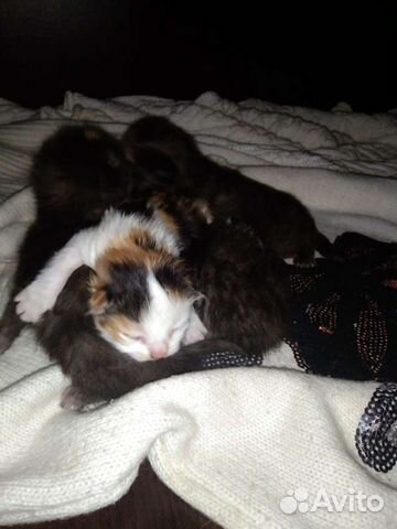 Кормящая кошка