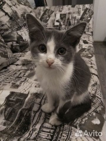 Брутальный белорусский кот, очень общительный