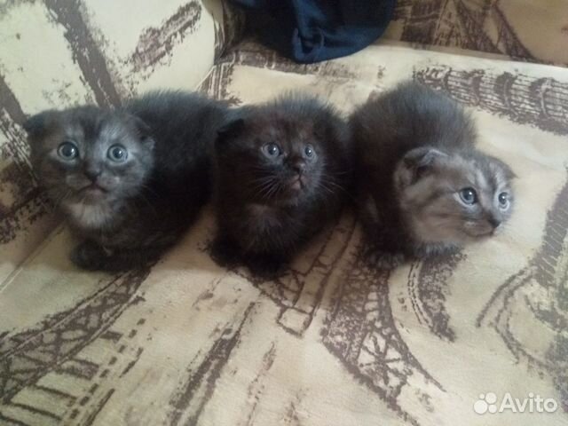 Шотландская веслоухая