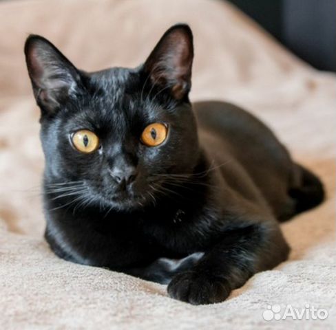 Кошка Мармеладка