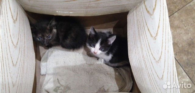 Котята