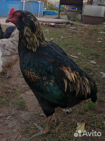 Араукан петух