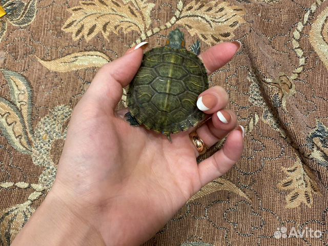 Черепаха