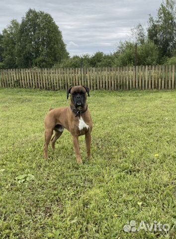 Боксер вязка