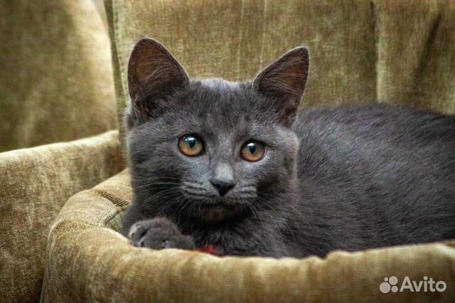 Котята в дар