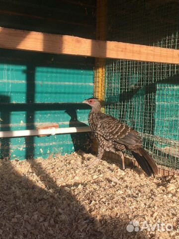 Фазан непальский самка