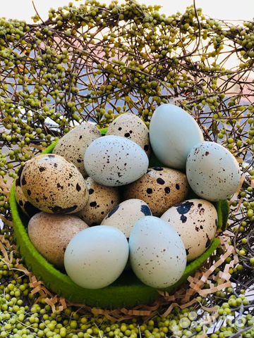 Яйца перепелиные